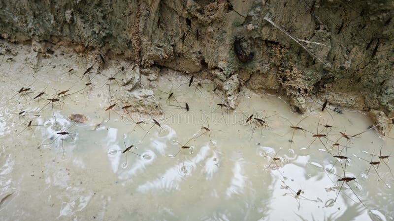 Lots of Water Strider Insects Walking on the Chalky Water Surface ...