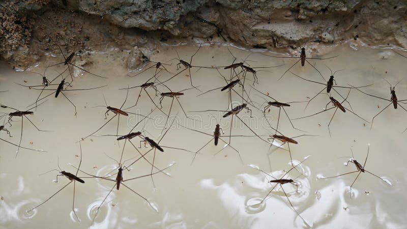 Lots of Water Strider Insects Walking on the Chalky Water Surface ...