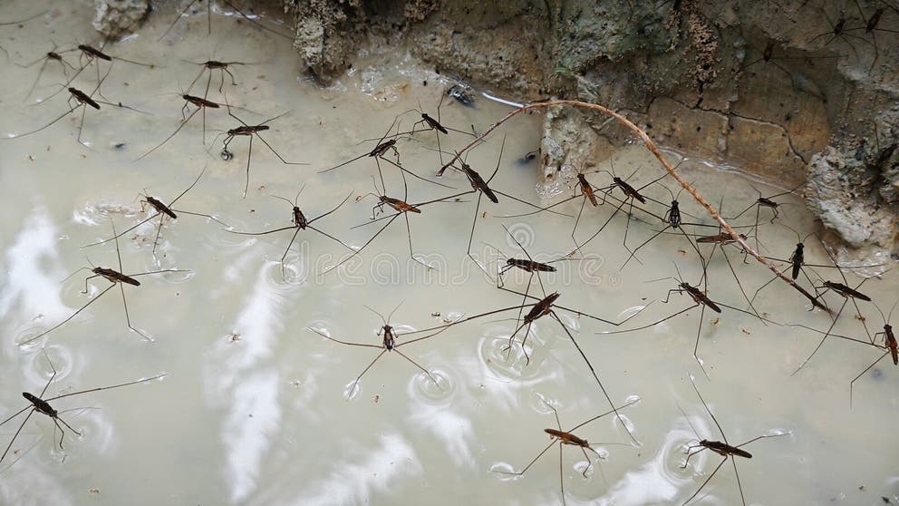 Lots of Water Strider Insects Walking on the Chalky Water Surface ...