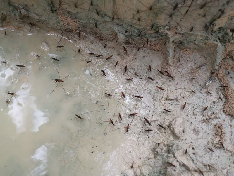 Lots of Water Strider Insects Walking on the Chalky Water Surface ...