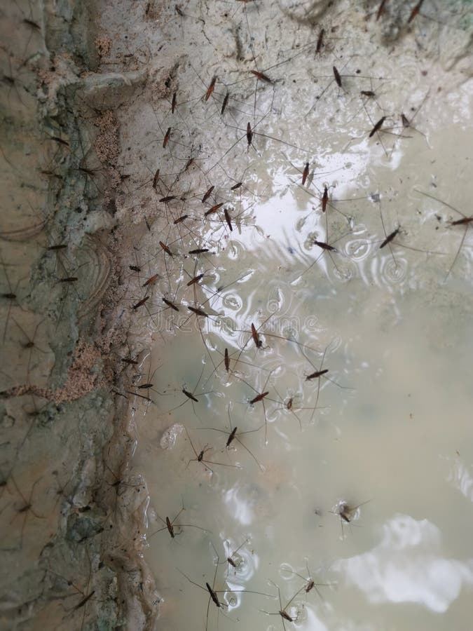 Lots of Water Strider Insects Walking on the Chalky Water Surface ...