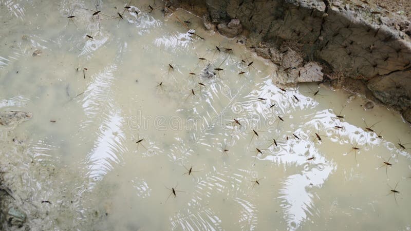 Lots of Water Strider Insects Walking on the Chalky Water Surface ...