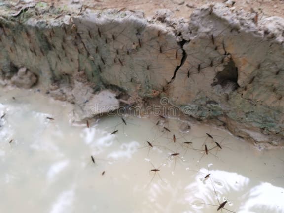 Lots of Water Strider Insects Walking on the Chalky Water Surface ...