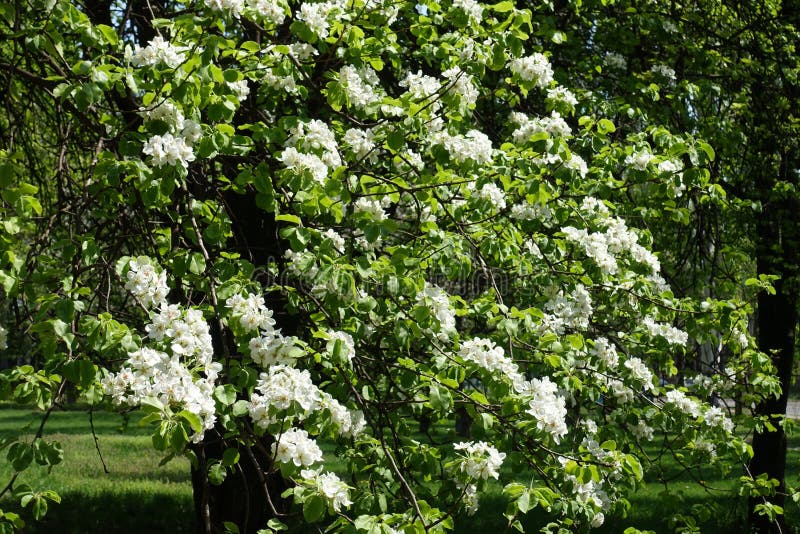 Lots of White Flowers in the Leafage of Pear in April Stock Image ...