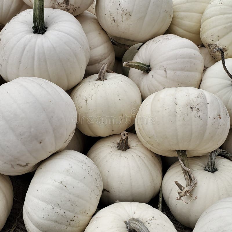 Lots of white pumpkins stock image. Image of farm, white - 176830573