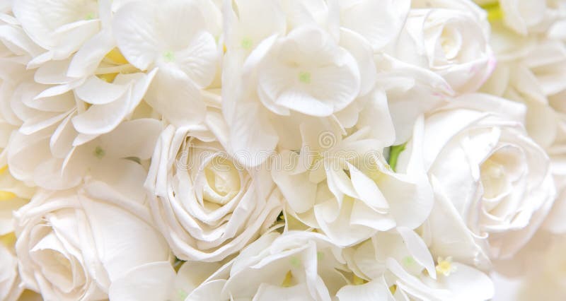 Lots of White Roses in White Stock Photo - Image of drop, chic: 184385840
