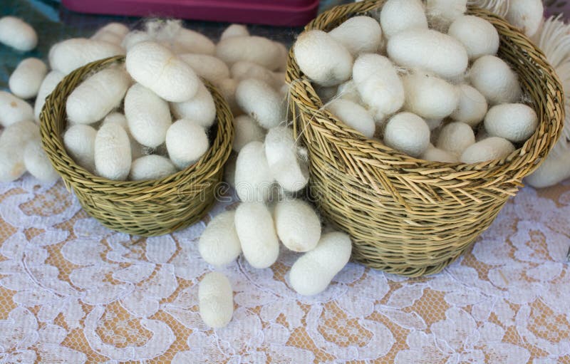 Lots of White Silkworm Cocoons in Basket Stock Photo - Image of cocoon ...