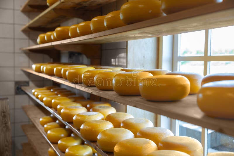 Lots of Whole Cheese in Factory Stock Photo - Image of netherlands ...
