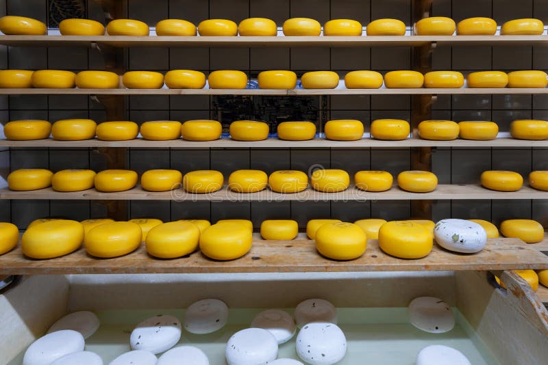 Lots of Whole Cheese in Factory Stock Photo - Image of industrial, meal ...