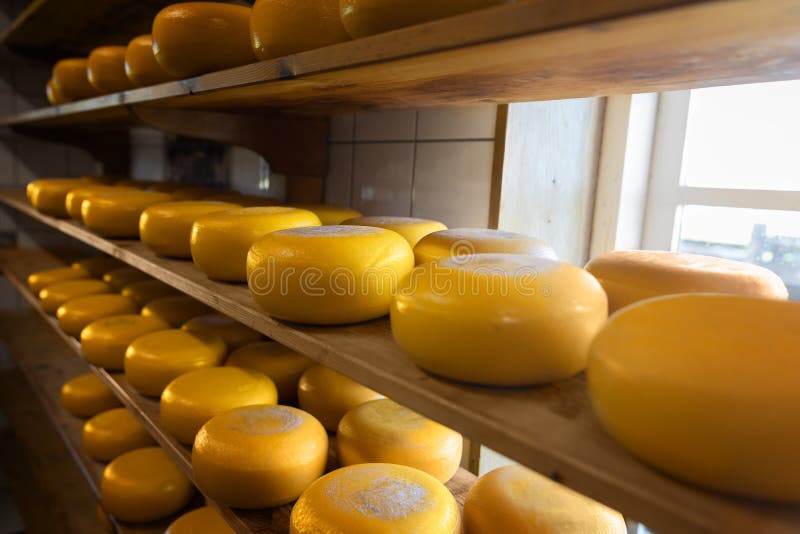 Lots of Whole Cheese in Factory Stock Photo - Image of protein ...