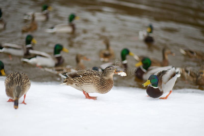 Lots of Wild Ducks by a River Stock Image - Image of drop, beauty: 35098587