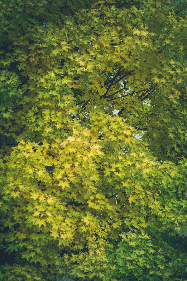 Lots of Yellow Autumn Leaves. Stock Image - Image of background, glace ...