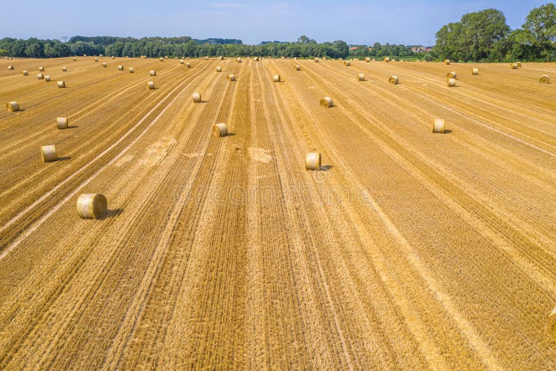 Lots of Yellow Bales of Straw Lying on Field Stock Image - Image of ...