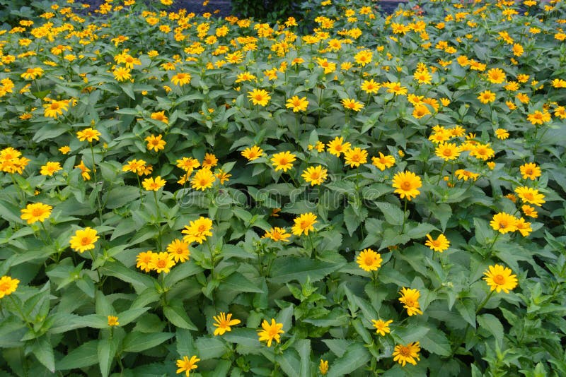Lots of Yellow Flowers of Heliopsis Helianthoides Stock Photo - Image ...