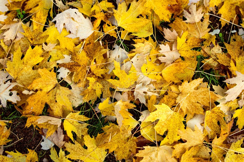 Lots of Yellow Leaves, Details Stock Photo - Image of october, bright ...