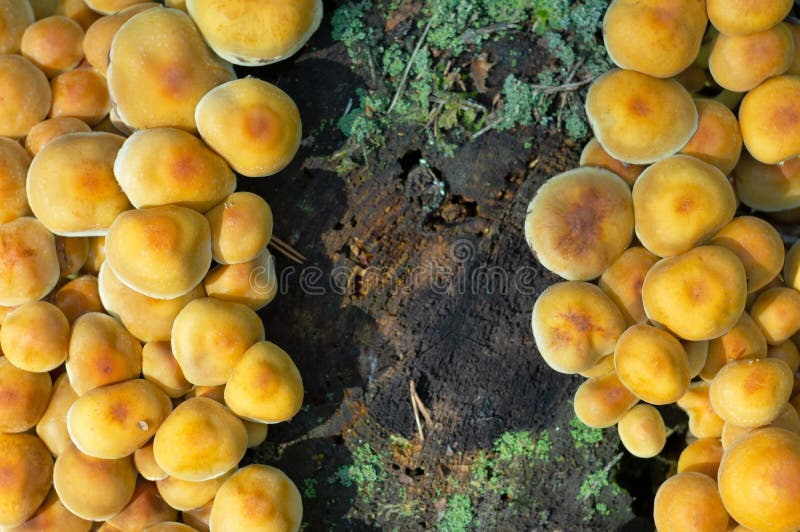 Lots of Yellow Mushrooms on a Tree Stump Stock Photo - Image of picking ...