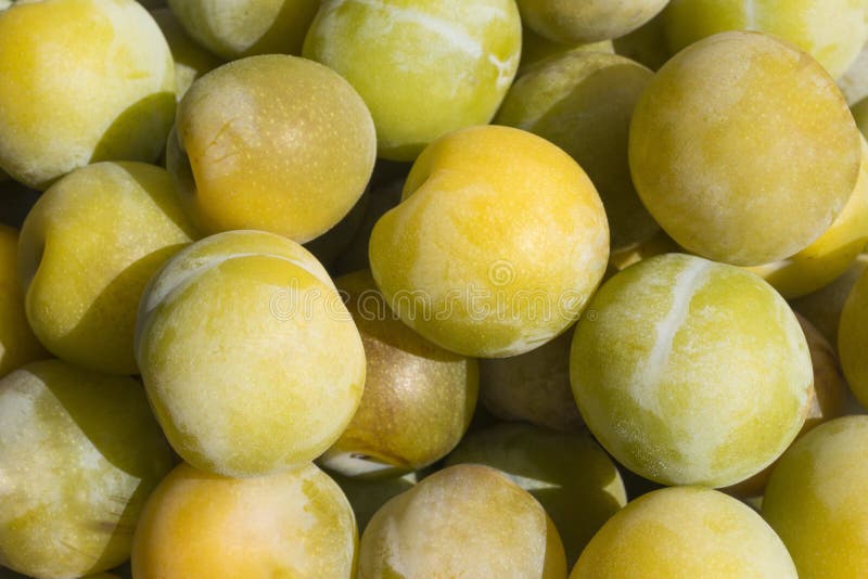 Lots of yellow plums stock image. Image of ripe, harvest - 83827031