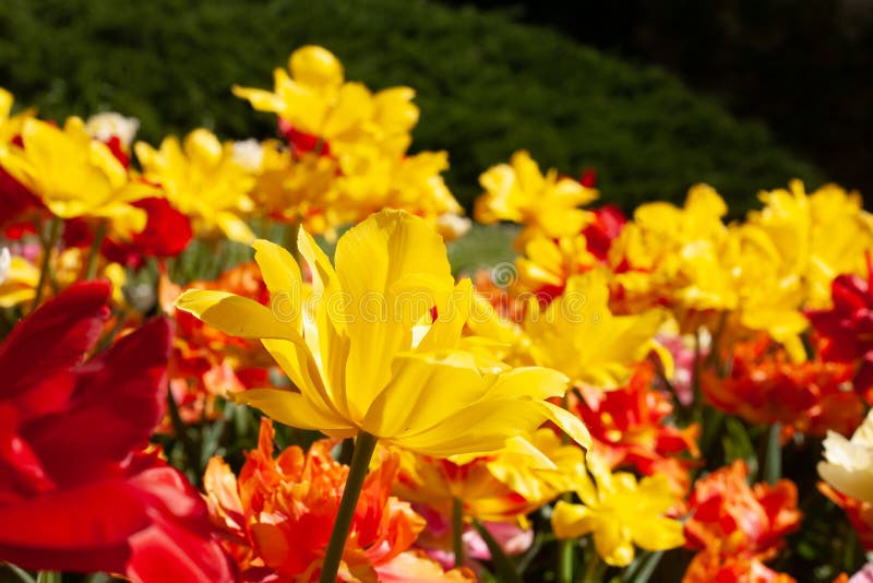 Lots of Yellow and Red Tulips in a Garden Stock Image - Image of plant ...