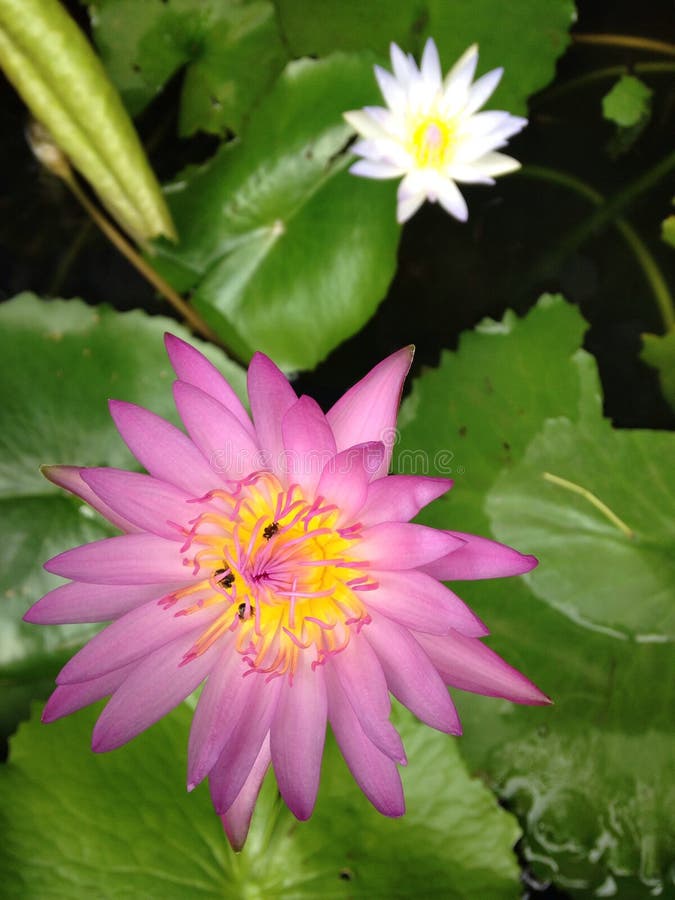 Lotsu stock photo. Image of lotus, natural, water, lotsu - 43259158