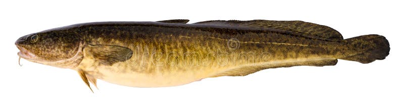 Lotte De Rivière De Poisson D'eau Douce D'isolement Sur Le Blanc Image ...