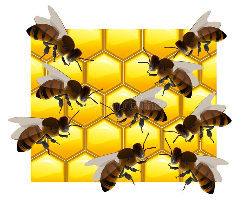 Api e favi illustrazione vettoriale. Illustrazione di movimento - 19809067