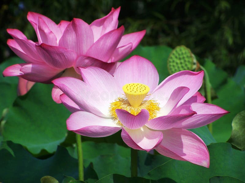 LOTUS stock image. Image of gardens, lotus, asia, beautiful - 10251065