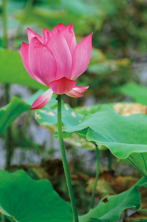 Lotus stock image. Image of fragrance, green, asian, lotus - 10373819