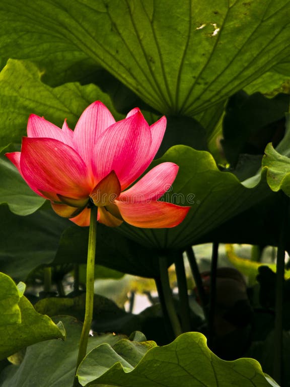 Lotus stock image. Image of delicate, lotus, fragrant - 11151925