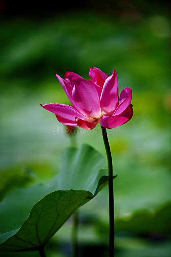 Lotus imagen de archivo. Imagen de embutido, familia - 119935809