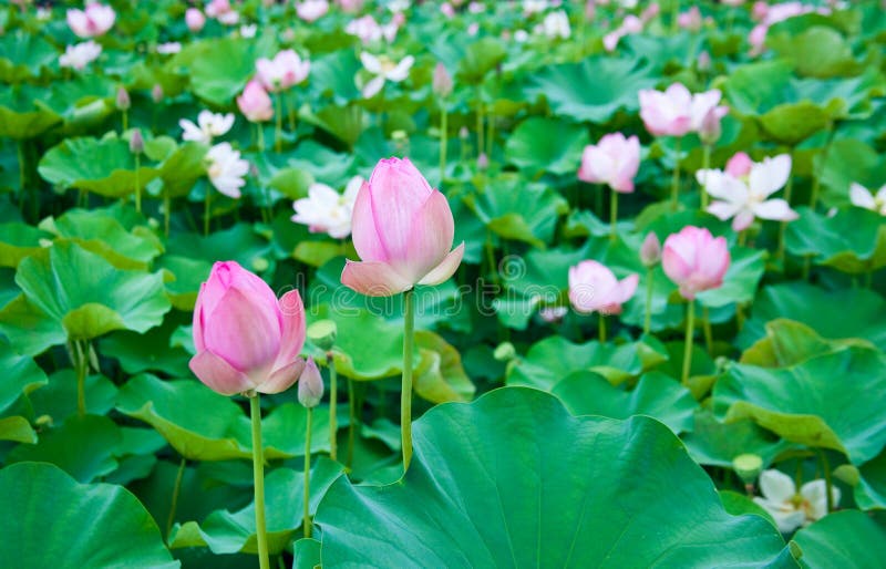 Unique Flowers stock image. Image of pretty, park, lillies - 73971