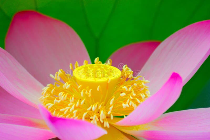 Lotus stock image. Image of beauty, horticulture, blood - 13401635