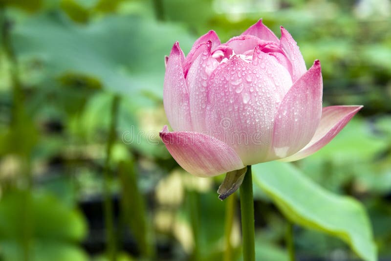 Lotus stock image. Image of blossom, asia, grass, clearing - 14069365