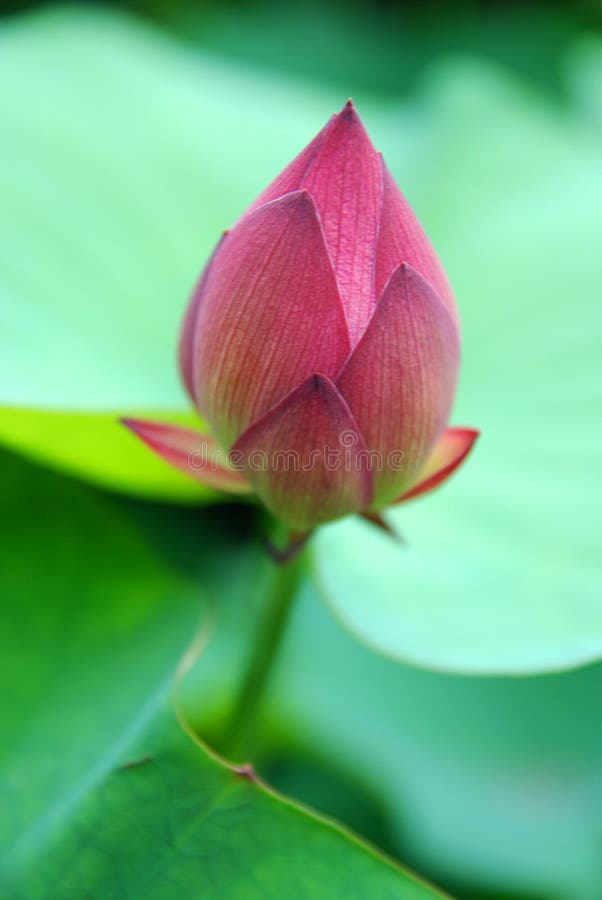 Lotus flower stock image. Image of closeup, blossom, leaves - 19597357