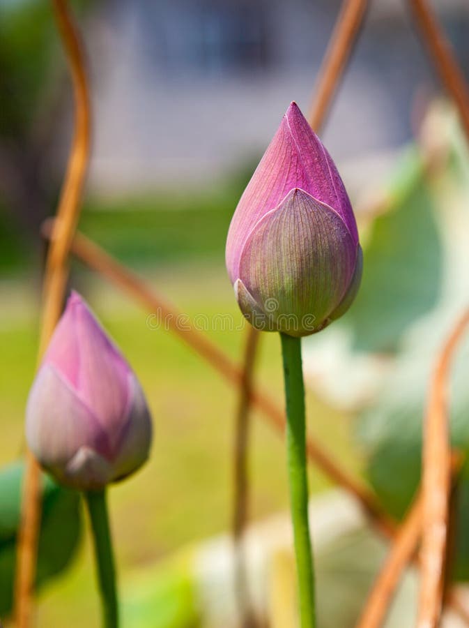 Lotus stock image. Image of nature, lake, caulis, asia - 15700811