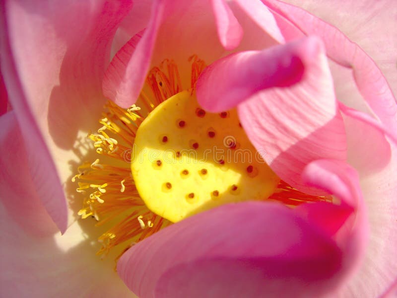 Lotus stock photo. Image of pistil, yellow, stamen, pond - 187012