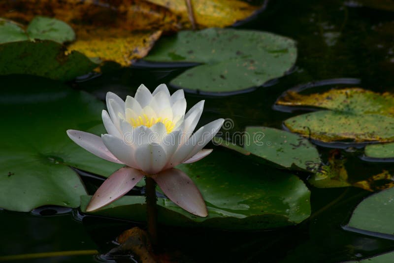 Lotus #2 stock image. Image of detail, close, lilac, leaves - 1290757