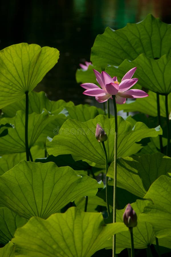 Lotus stock photo. Image of summer, leaves, green, life - 22561906
