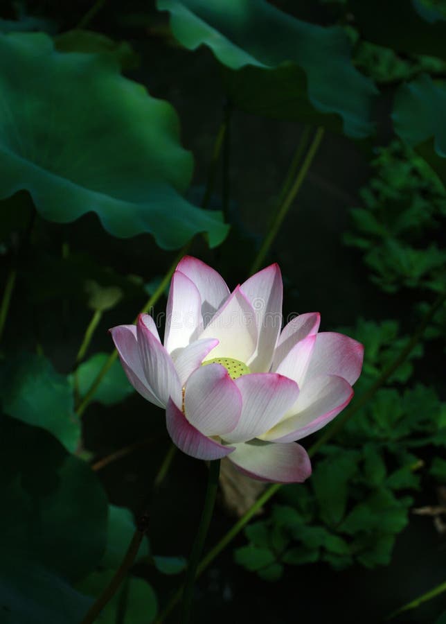 Lotus stock photo. Image of clean, plant, flower, pool - 3258640