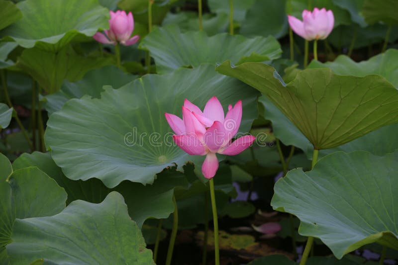 Lotus stock illustration. Illustration of gardens, flora - 371857564