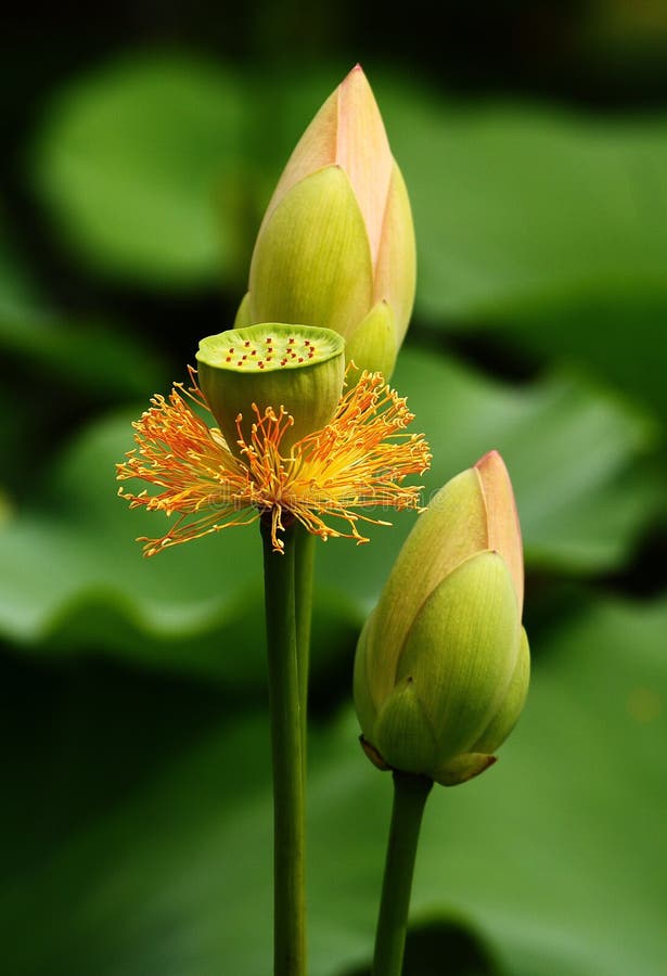 Lotus stock photo. Image of winter, green, seedpod, leaf - 4362822