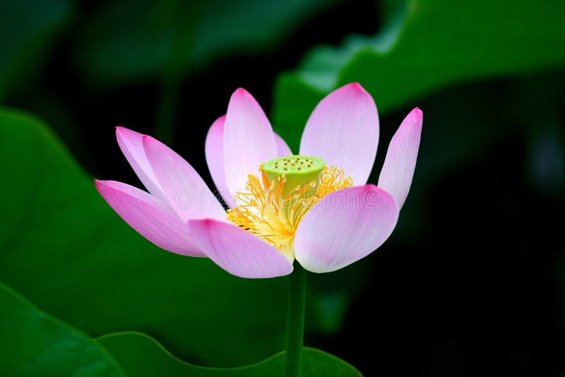 Lotus stock photo. Image of garden, flora, sunlight, nature - 2689386