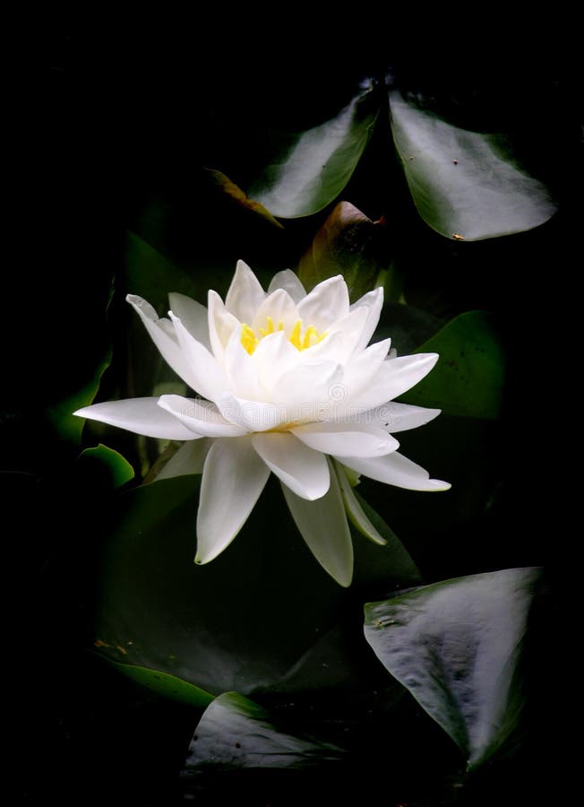 Lotus stock image. Image of lotus, flowers, nature, detail - 486395