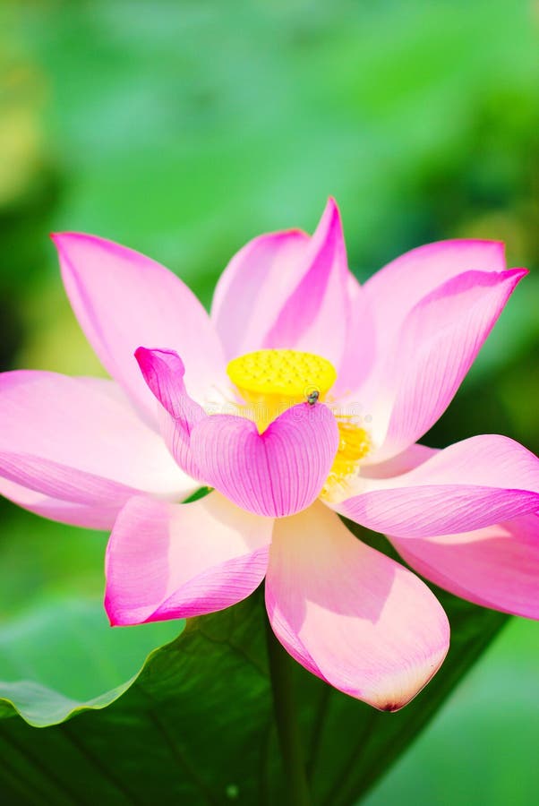 Lotus Picture. Image: 5228434