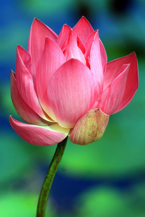 Lotus flower stock photo. Image of china, japanese, flower - 6087116