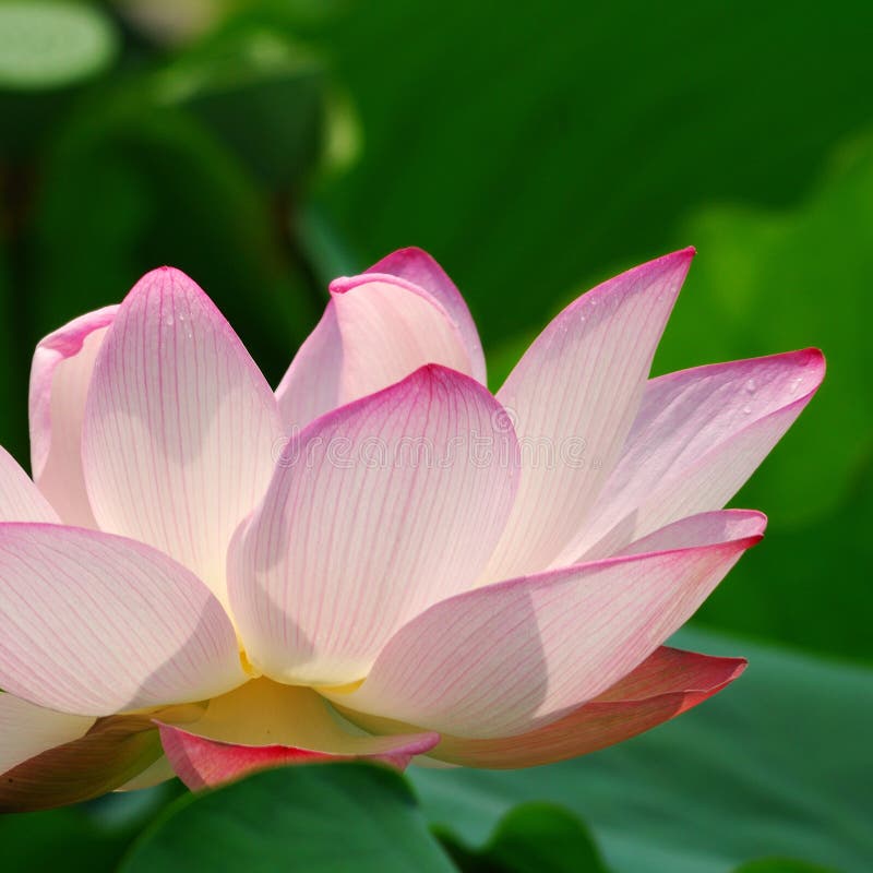 Lotus flower stock image. Image of summer, botanical, park - 3961997