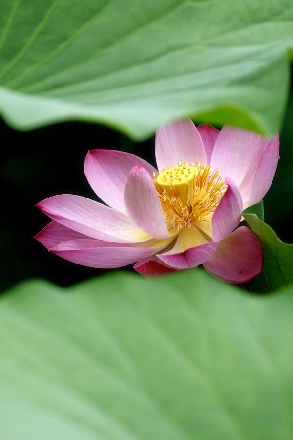 Lotus Picture. Image: 13928228