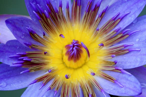 1,519 Lotus Flower Center Stock Photos - Free & Royalty-Free Stock ...