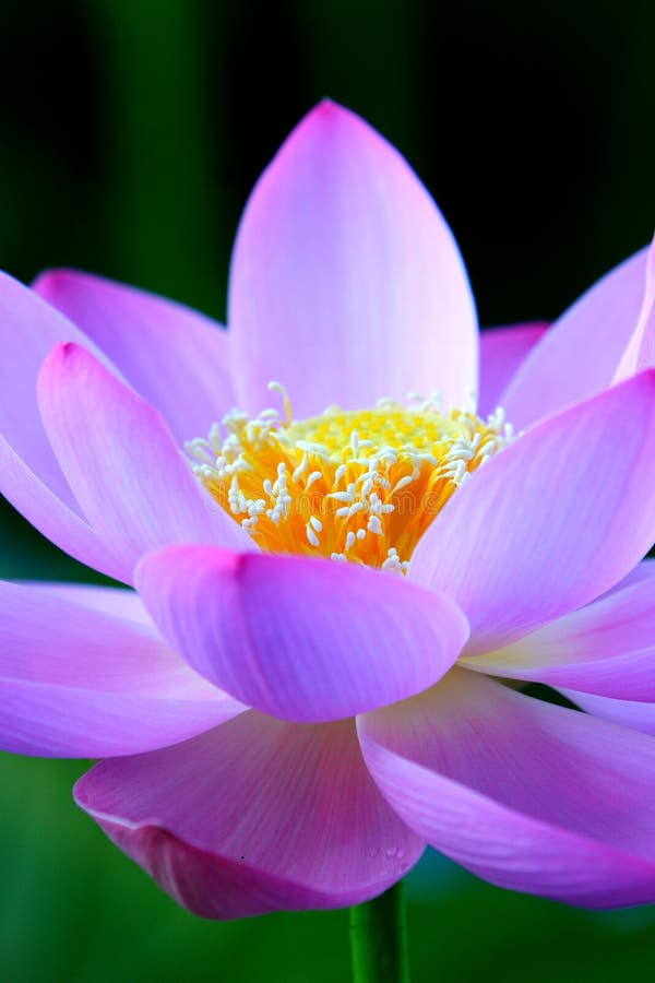 Lotus stock image. Image of lotus, lively, fresh, flowers - 5587623