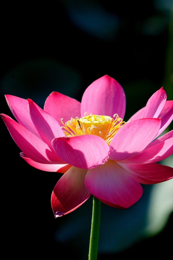Lotus stock photo. Image of garden, flora, sunlight, nature - 2689386