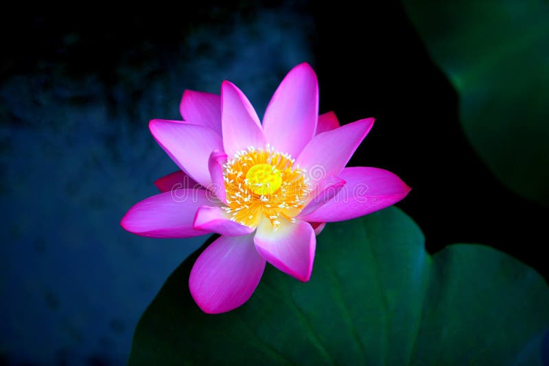 Lotus stock image. Image of gardens, sunshine, flowers - 6218799